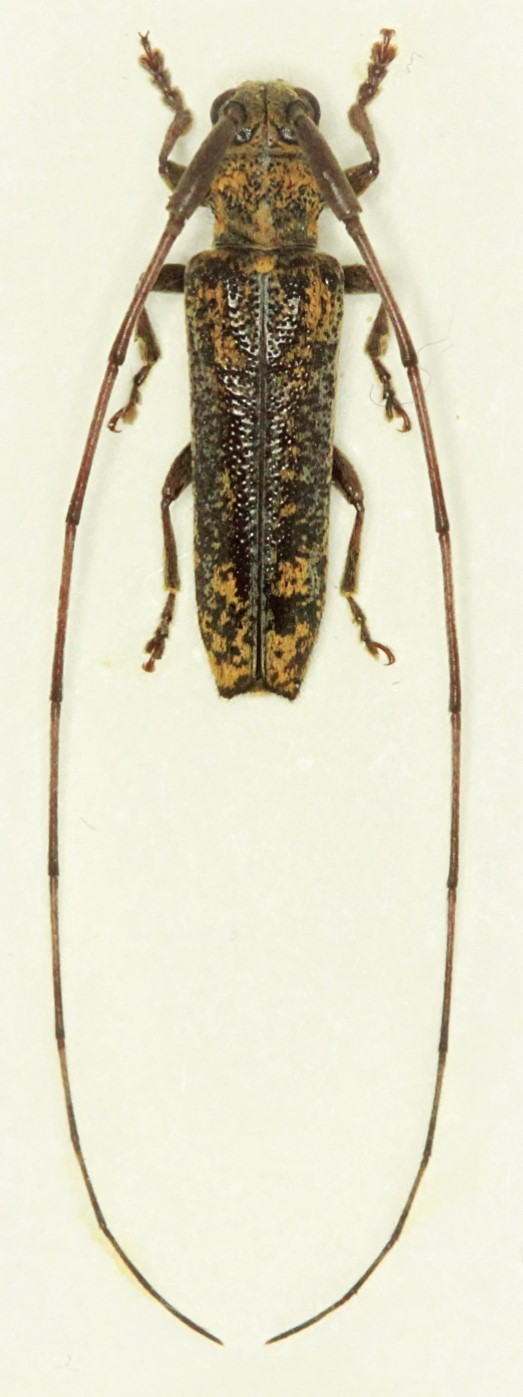 Cerambycoidea Forum - China: Uraecha ochreomarmorata